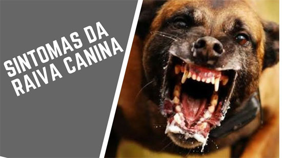 Sintomas da raiva em cachorros: como descobrir?