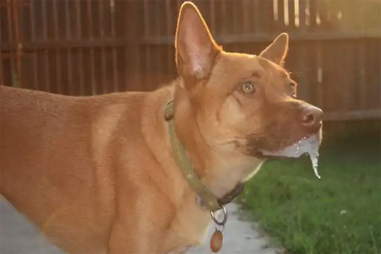 Sintomas da raiva em cachorros: como descobrir?